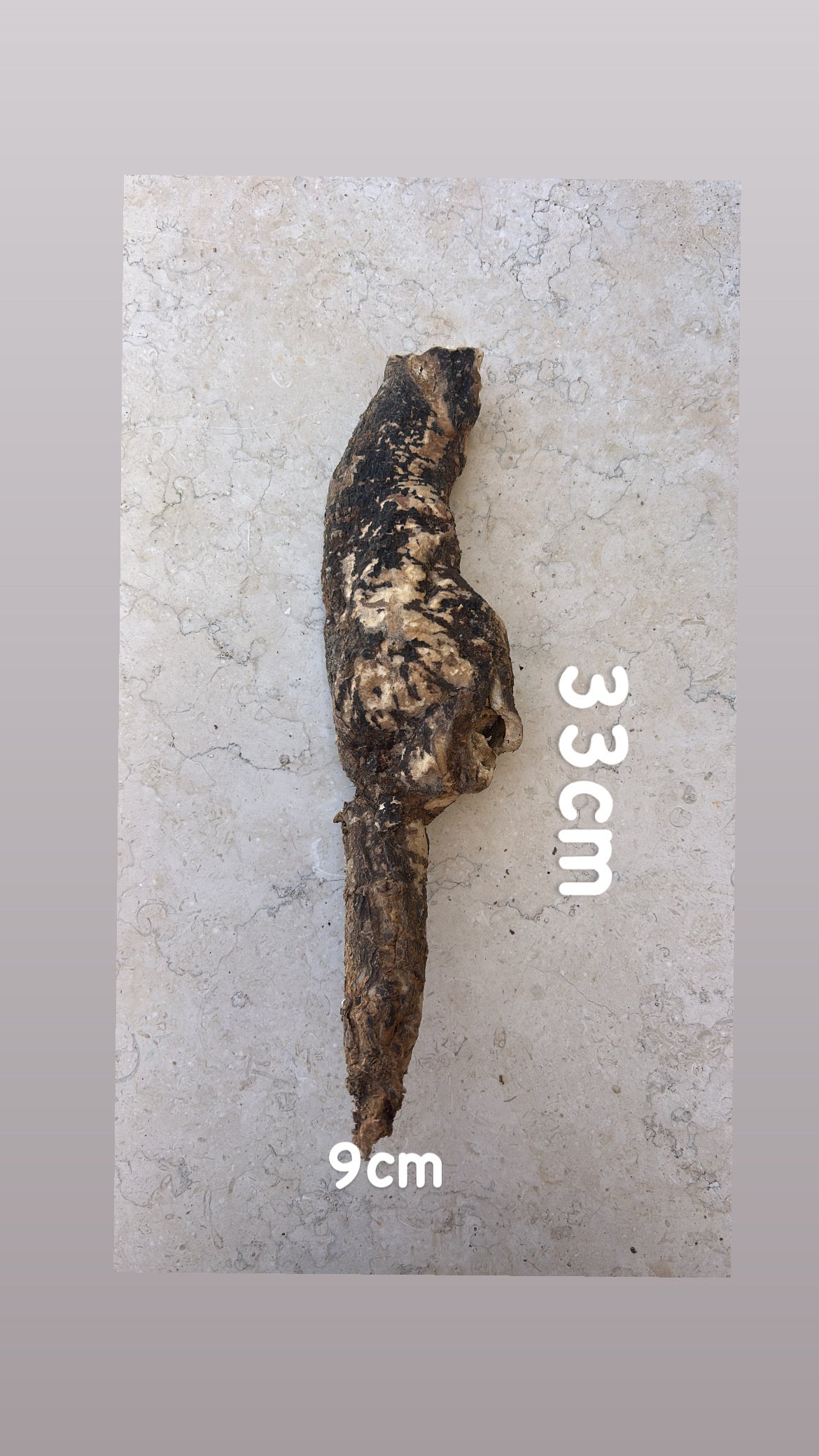 Wild Cretan Mandrake Whole Root 650gr – Botano