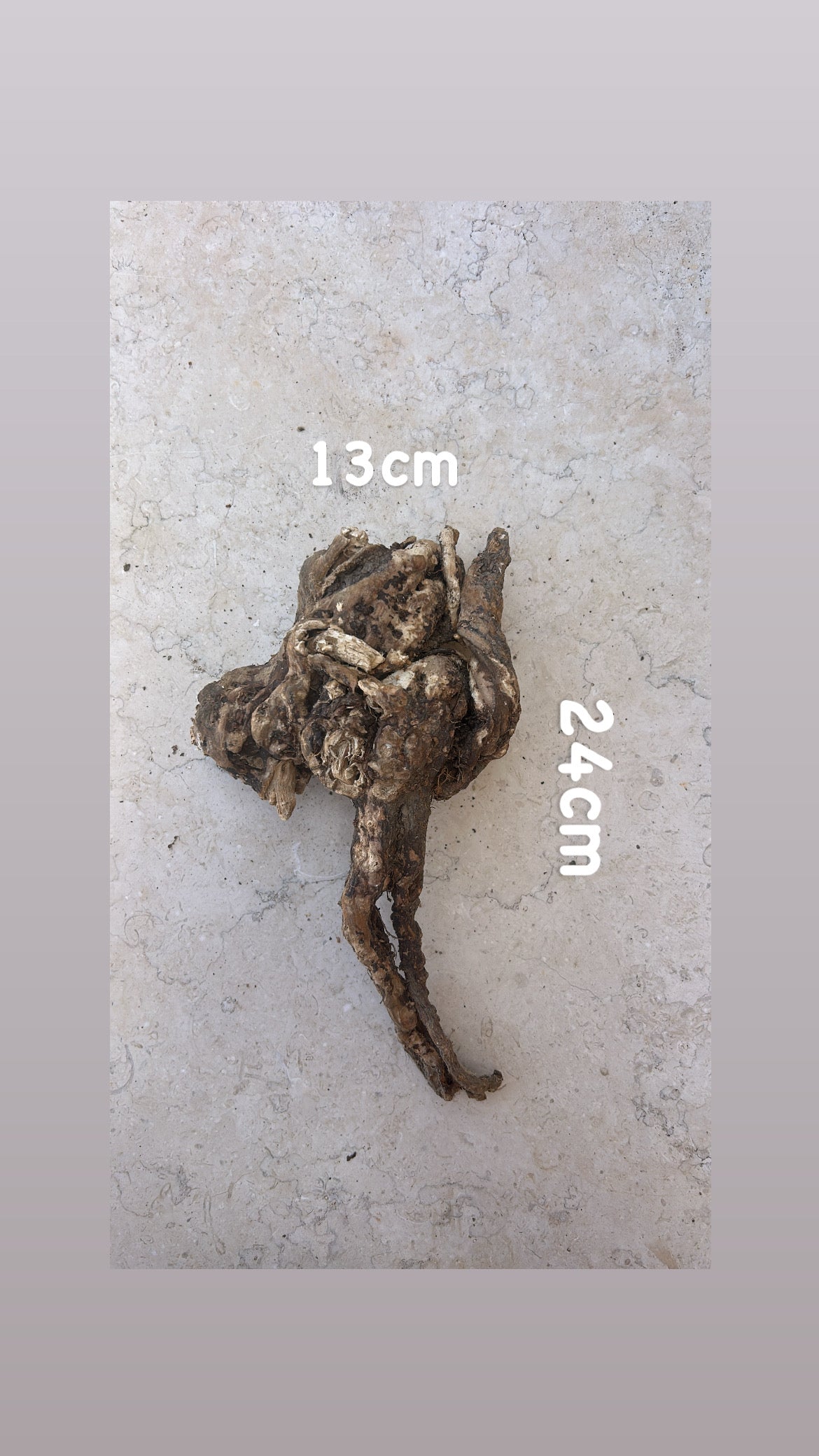 Wild Cretan Mandrake Whole Root 370gr – Botano