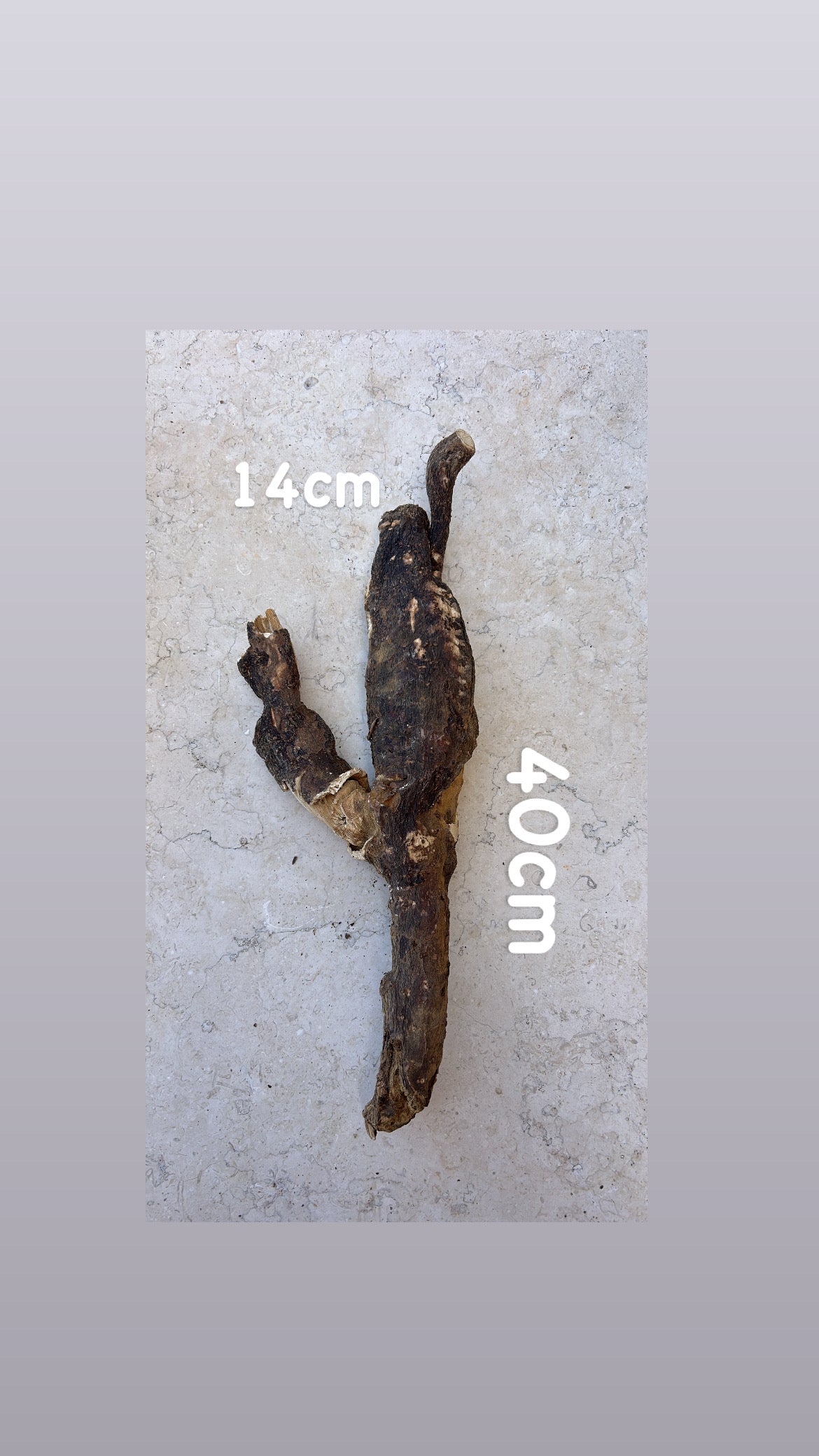 Wild Cretan Mandrake Whole Root 730gr – Botano