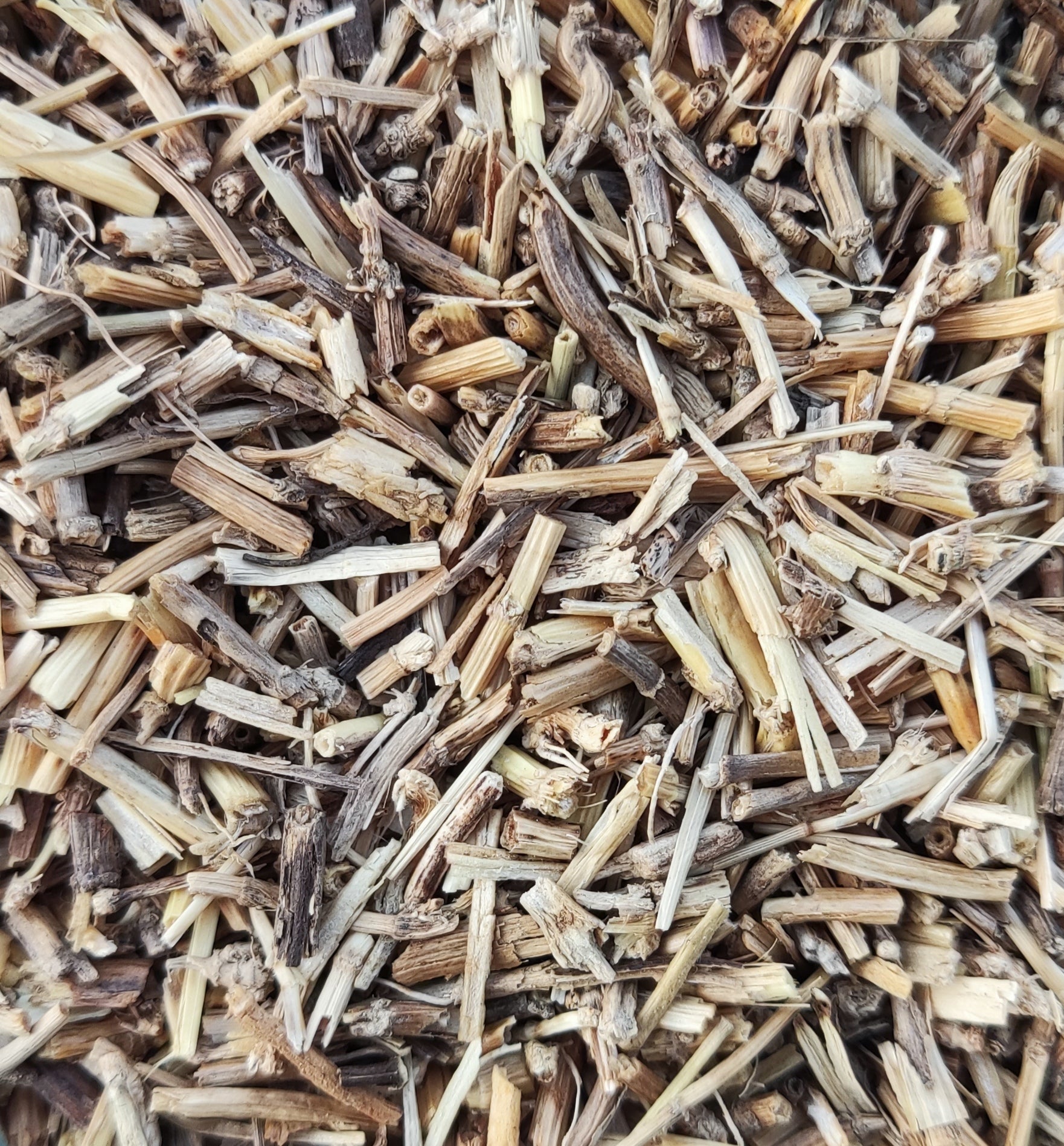 Couch Grass (Agropyron Repens) – Botano